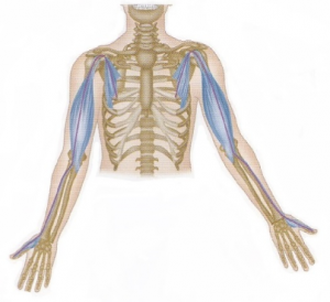 ディープフロントアームラインの概要とリハビリ応用／アナトミートレイン【筋膜】 | リハビリの一助となりますように