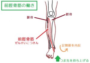 歩行時の前脛骨筋の役割！立ち上がりでも重要な作用があるので徹底解説！ | リハビリの一助となりますように