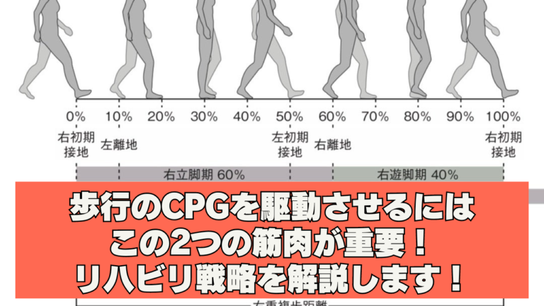 【歩行分析】CPGを駆動させるにはこの2つの筋肉が重要！リハビリ戦略を解説します！ | リハビリの一助となりますように