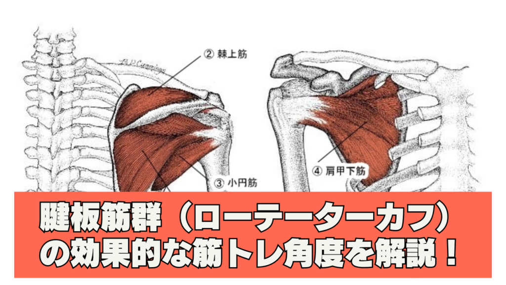 回旋筋腱板（ローテーターカフ）の効果的な筋トレ角度 | リハビリの一助となりますように